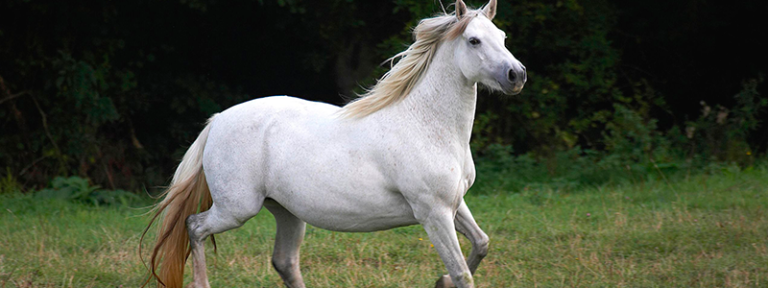 Descubre la Magia del Poni Connemara: Historia y Conservación