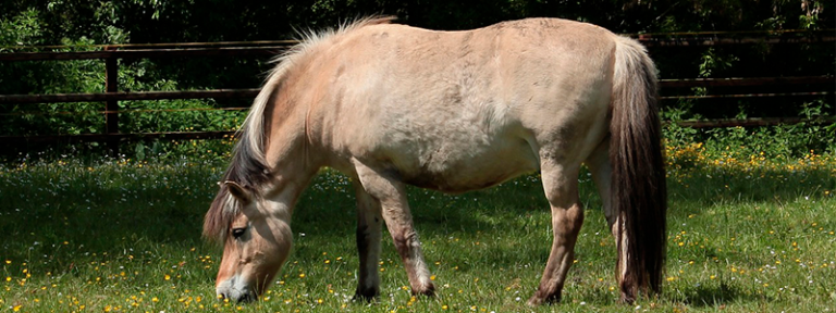 Conoce al Poni de los Fiordos: Historia, Usos y Características