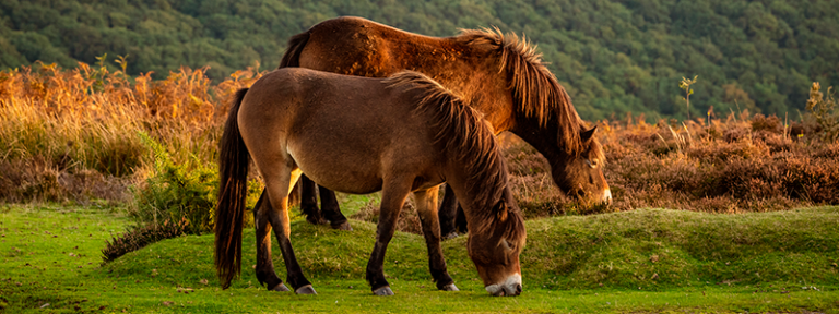 Descubre el Fascinante Mundo del Poni Exmoor: Historia y Conservación