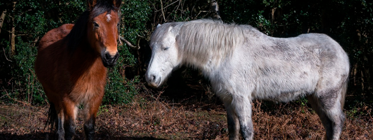 Descubre el Fascinante Mundo del Poni New Forest: Historia y Más