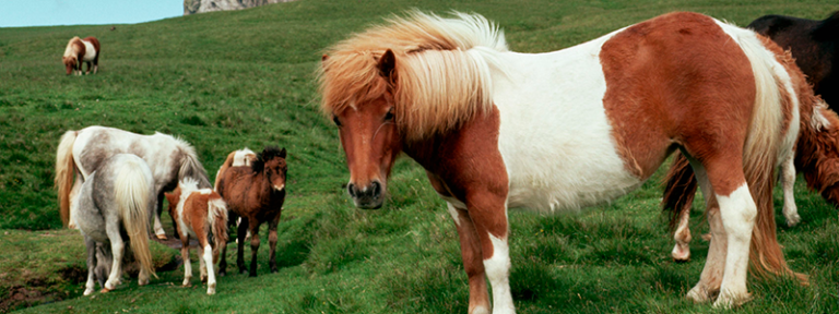 Descubre el Poni Shetland: Historia, Características y Usos