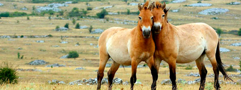 Conoce las Razas de los Caballos: Historia, Usos y Características